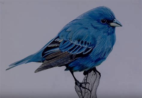 Realistic Bird Drawing Cute Steemit