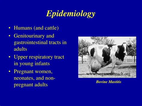 Ppt Group B Streptococcus Streptococcus Agalactiae Powerpoint