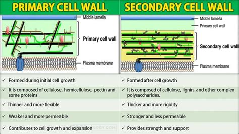 Difference Between Primary And Secondary Cell Wall Rajus Biology In