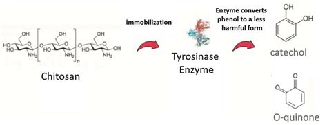 Chemical Representation Of The Chitosan Tyrosinase Enzyme Phenol