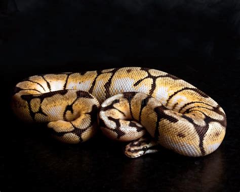 Bumblebee Ball Python On Black Background Stock Image Image Of Animal