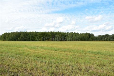Landscape Field Of Green Grass Forest Areas A Flock Of Birds Stock