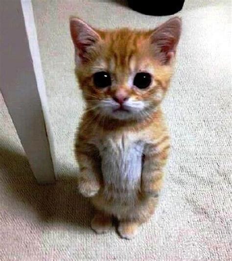 Standing Cat Meme Template