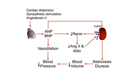 Edema Pathogenesiscauses Approachpptx