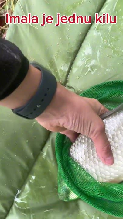 Velika Babuška Youtube