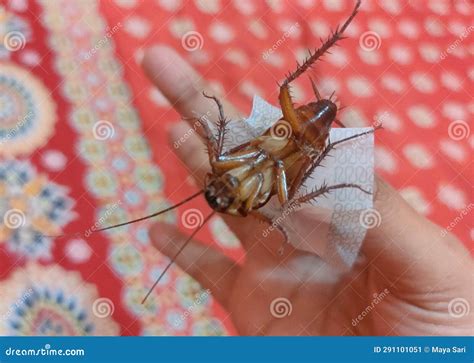 Cockroach Stock Image Image Of Room Caught Beetle 291101051