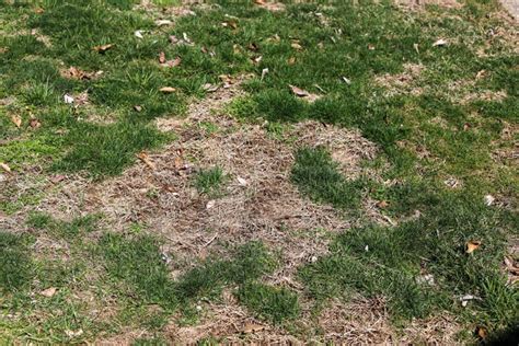 What’s Wrong with My Lawn? Common Lawn Care Problems and What They Look Like - Lawn Solutions ...