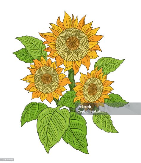 해바라기 드로잉 스케치 꽃 3개 녹색 잎이 있는 노란색 손으로 그린 색상 벡터 석유 생산 농업 식물 수확 0명에 대한 스톡 벡터 아트 및 기타 이미지 Istock
