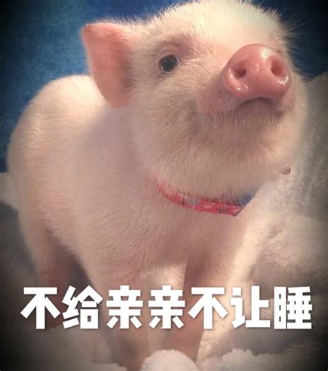 小猪图片小猪表情包 萌娘资源站