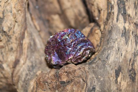 Peacock Ore Beach Bum Seashells