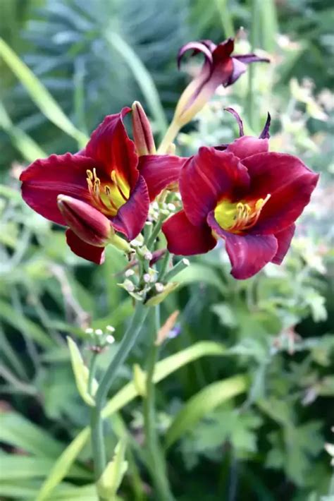 Wiesen Taglilie Hemerocallis Ruby Stella