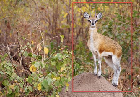 Wish Add Support For Focal Point Issue Imazen Imageflow Github