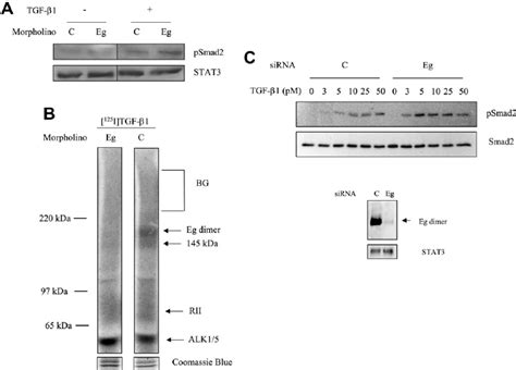 Endoglin Inhibits Tgf B 1 Induced Smad2 Phosphorylation In Human