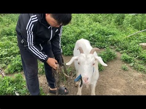 中朝边境农村时隔几天满院子都是荒草用除草机轻轻松松解决东北鸭蛋说白了 YouTube