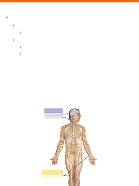 Nervous Tissue Histology Pdf Neuron Synapse