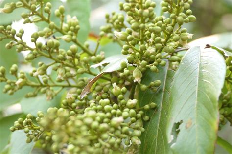 Sapindus Trifoliatus L Dinesh Valke Flickr