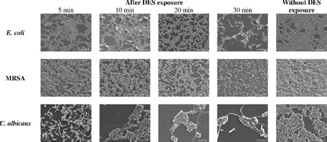 Biofilm Sem Imaging From Three Distinct Microorganisms Seeded In Cover