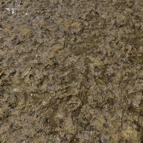 Rugged Wet Mud Texture 1547 Lotpixel