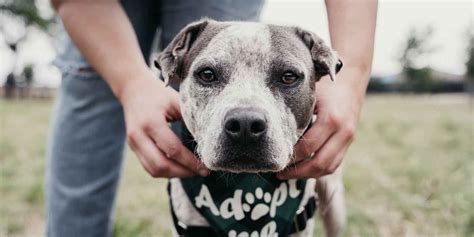 Community And Events Paw Pals Pet Sitting