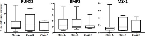 Runx2 Bmp2 And Msx1 Relative Gene Expression According To Winters