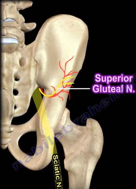 Anatomy Of The Acetabulum The Column Principle Divides The By Nabil