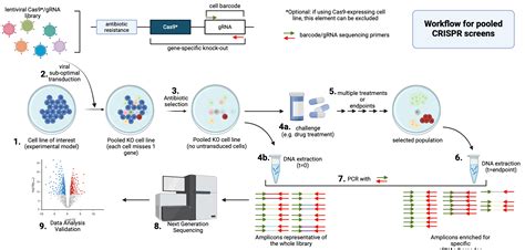 Workflow For Pooled CRISPR Screens BioRender Science Templates