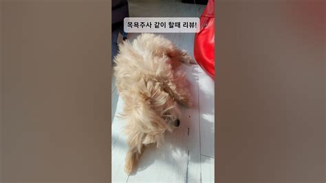 🧼🛁목욕주사 같이한 댕댕이가 말하는 목욕주사같이 리뷰💉목욕주사댕댕이 Youtube