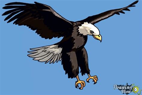How To Draw A Bald Eagle Step By Step DrawingNow