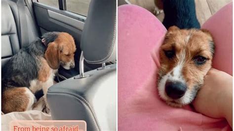 Adoptó A Un Perro Le Cambió La Vida Y Se Viralizó En Tiktok