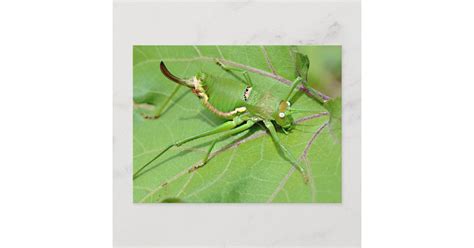 Grasshopper On Leaf Seen From Above Postcard Zazzle