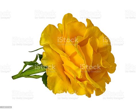 클리핑 경로와 흰색 배경에 고립 된 아름다운 노란색 장미 0명에 대한 스톡 사진 및 기타 이미지 0명 공휴일 기념일 Istock