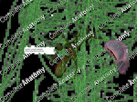 Cystic Lymph Vessels Complete Anatomy