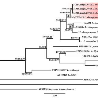 Neighbour Joining Tree Based From 442 Bp Fragment Of 16S RRNA Gene For