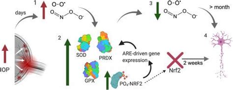 视网膜氧化应激激活 Nrf2 Are 通路：对高眼压症的早期内源性保护反应 Redox Biology X Mol