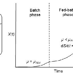 Typical Fed Batch Fermentation F Is The Feed Rate S Is Limiting Download Scientific Diagram