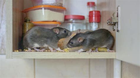 7 Signs Of A Rodent Infestation At Your Home