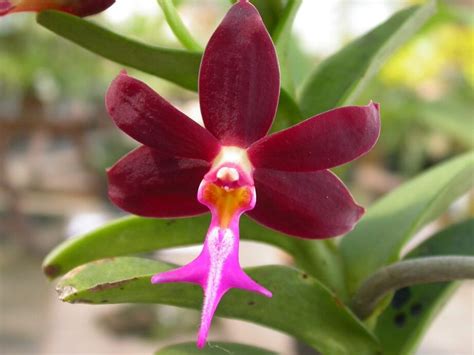 Cómo regar una orquídea Guía práctica