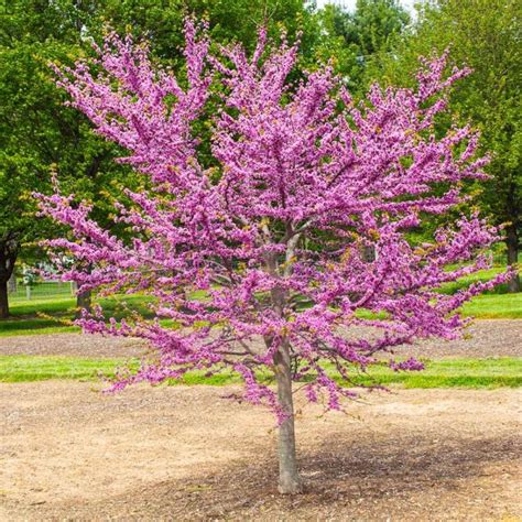 Dwarf Flowering Trees The Perfect Addition To Any Garden