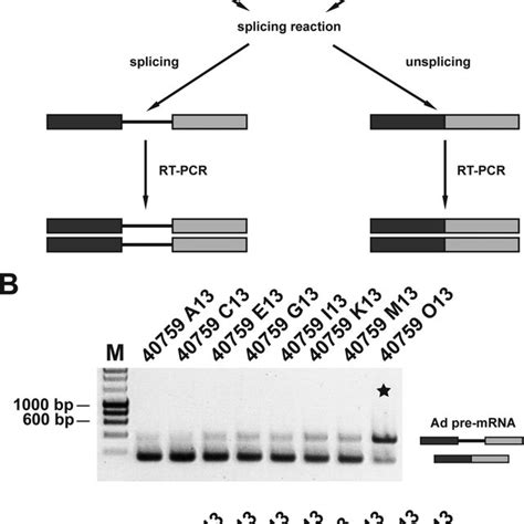 Secondary Screen A Schematic Representation Of The Rt Pcr In Vitro