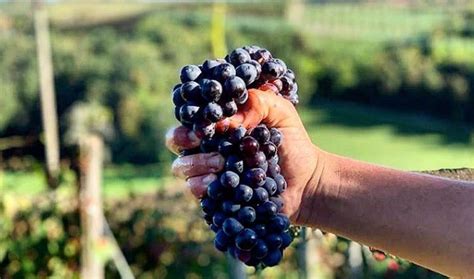 Bestel Wijn Direct Bij Uvamatris Uit Piemonte Via Onwine Onwine Van
