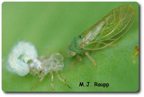 Boxwood Blues Ii Boxwood Psyllid Cacopsylla Buxi — Bug Of The Week