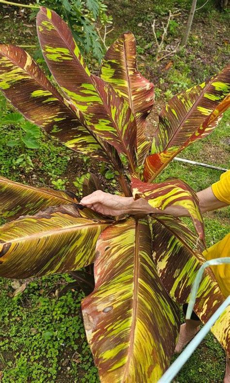 Banana Siam Ruby Furniture And Home Living Gardening Plants And Seeds On