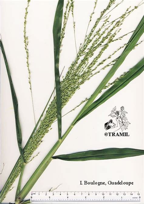 Panicum Maximum Tramil