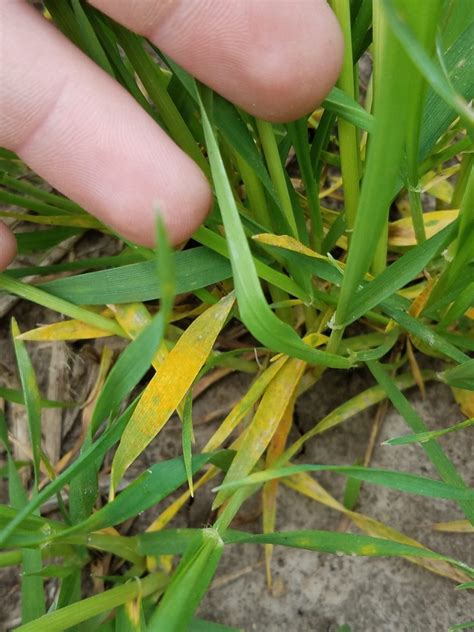 Wisconsin Winter Wheat Disease Update May 2 2017 Integrated Pest