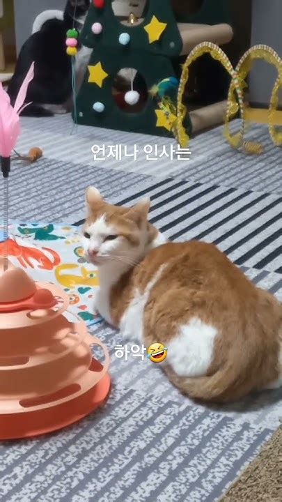 Cat 금아♡ 그래도 너무 귀엽거등 하악 인사는 이렇게 Youtube