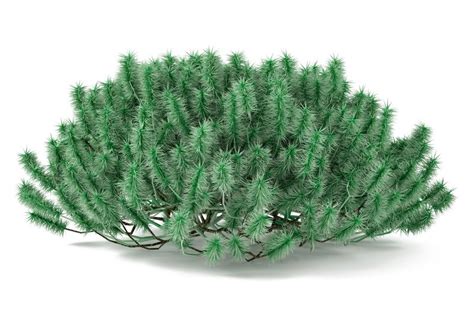 Decorative Pine Bush Isolated Stock Image Colourbox