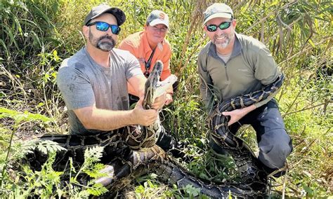 Biologists Wrestle Massive 16 Foot Python From Florida Canal