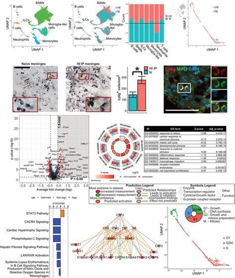 Single Cell Atlas Reveals Meningeal Leukocyte Heterogeneity In The