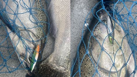 Early Season King Salmon Jigging With Rma Jigging Spoons Jigging For