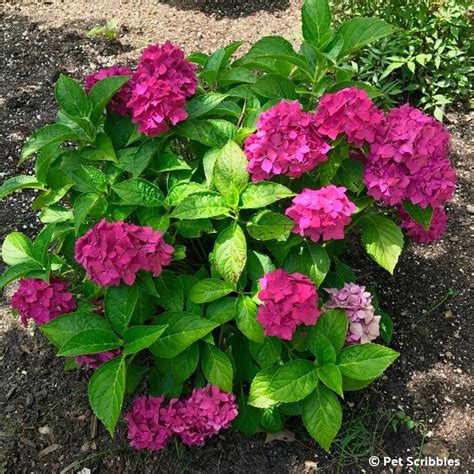 Landscaping With Dwarf Hydrangeas